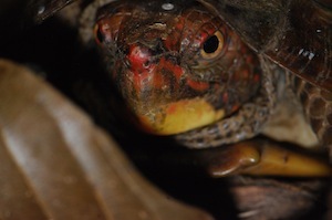 Reptile Research and Conservation Trust Of India: TURTLES OF INDIA