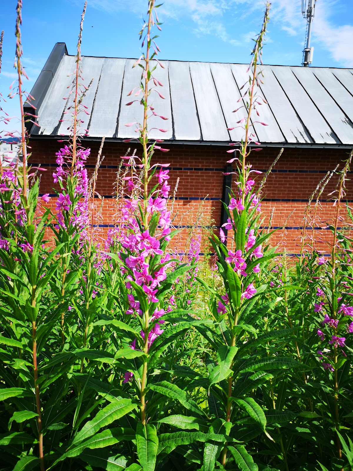 AnnetteK.strikker blogg: Blomsterprakt