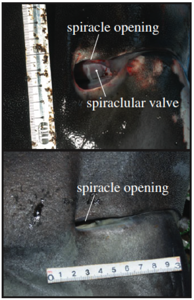 Mostly Open Ocean: Breathing for two