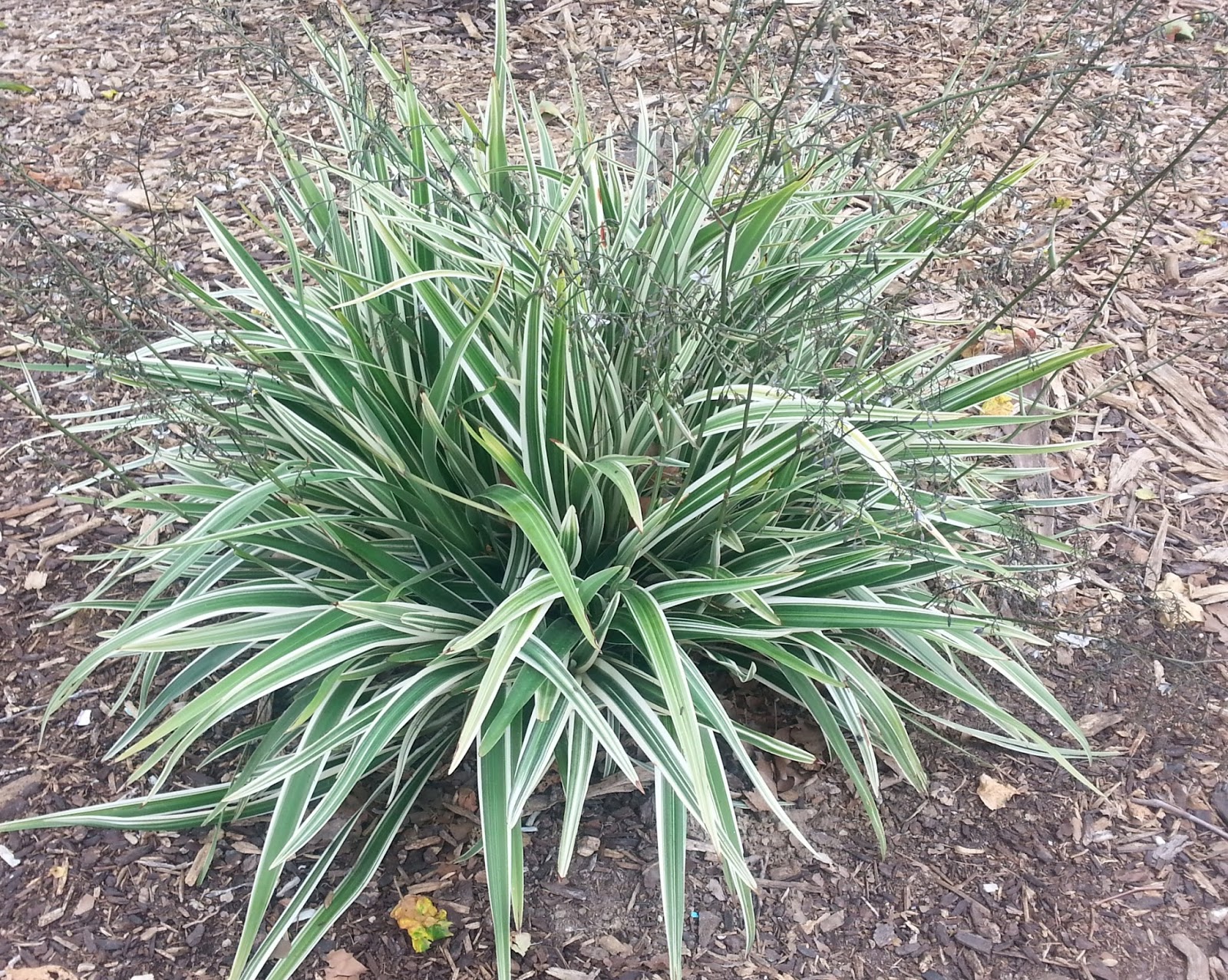 The 2 Minute Gardener: Photo - Variegated Dianella (Dianella tasmanica ...