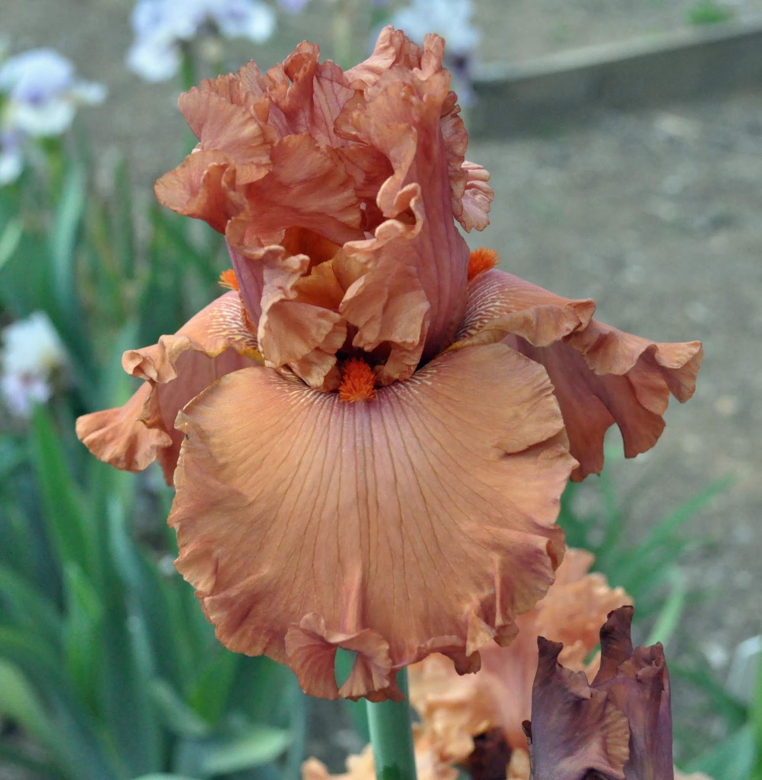 World of Irises: This Year in Images
