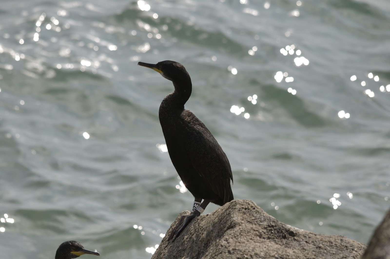 Cormorán Moñudo en el Mediterráneo Ibérico. European shag in Iberian ...