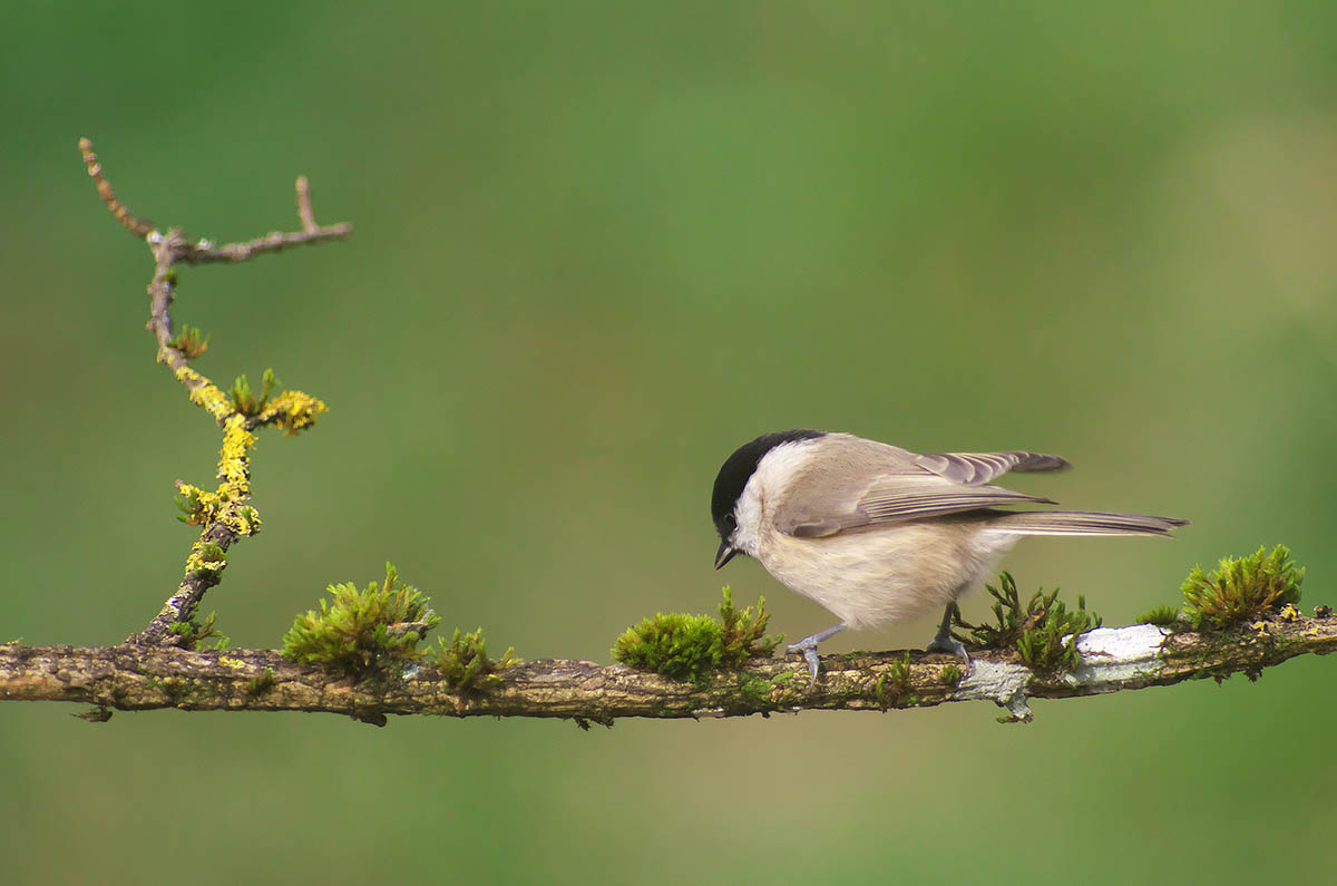 Riserva Naturale Regionale e Oasi WWF dei Ghirardi: Capanno fotografico ...