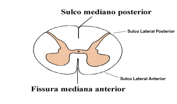 Plantando Ciência: Introdução à neuroanatomia: Medula Espinhal