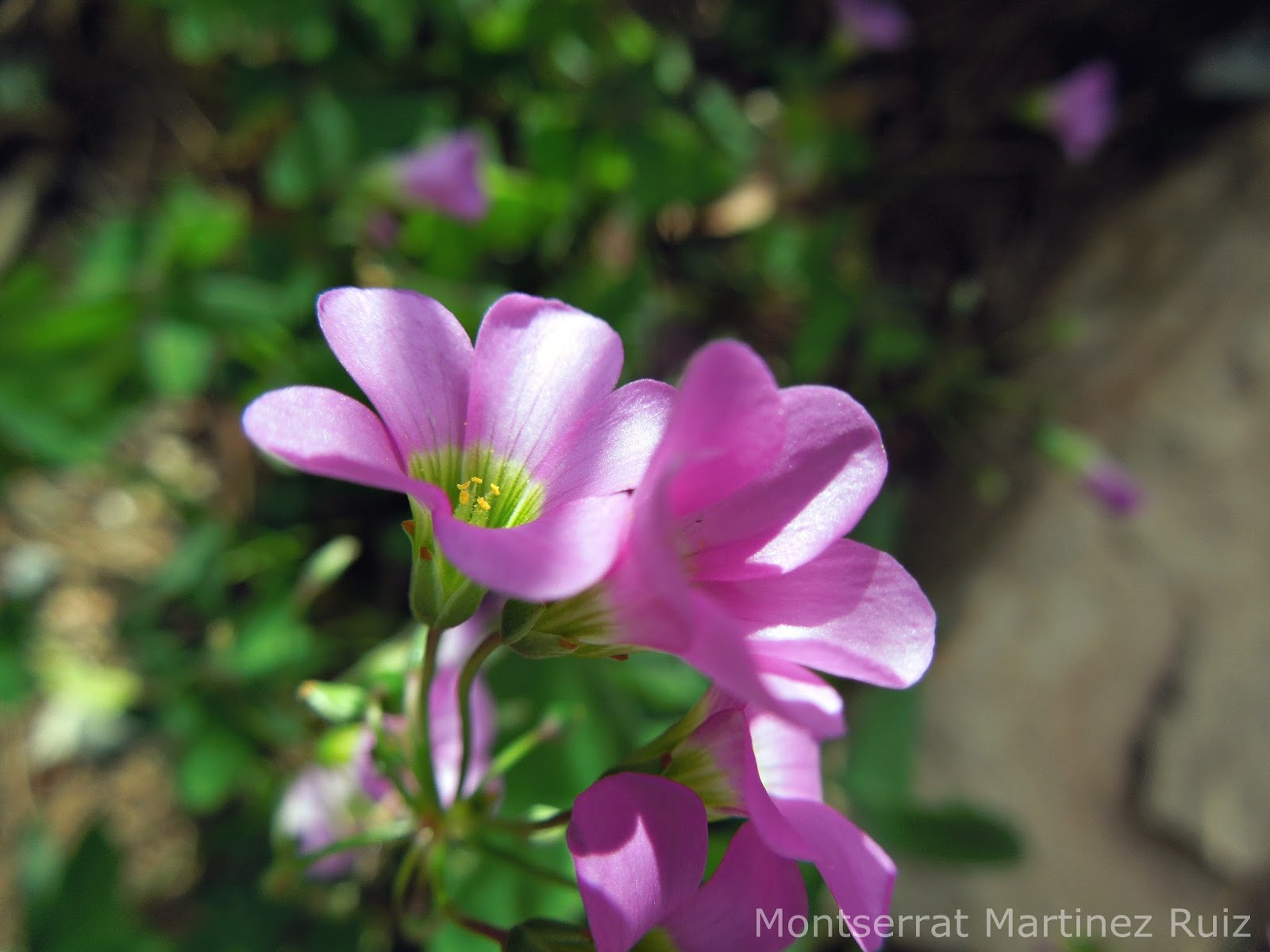 ACEDERILLA - BOTÀNIC SERRAT