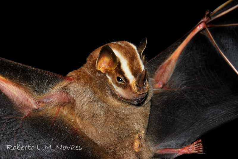 Morcegos do Brasil: Vampyrodes caraccioli