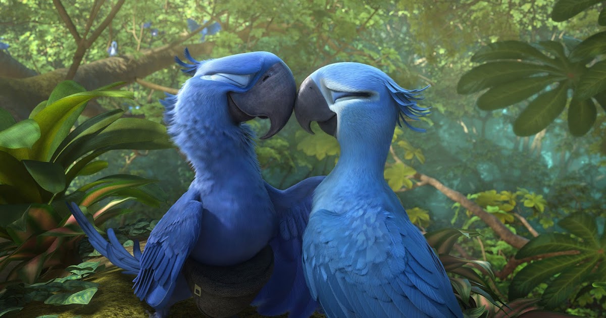 Ararinha-azul que inspirou "Rio" está agora oficialmente extinta na ...