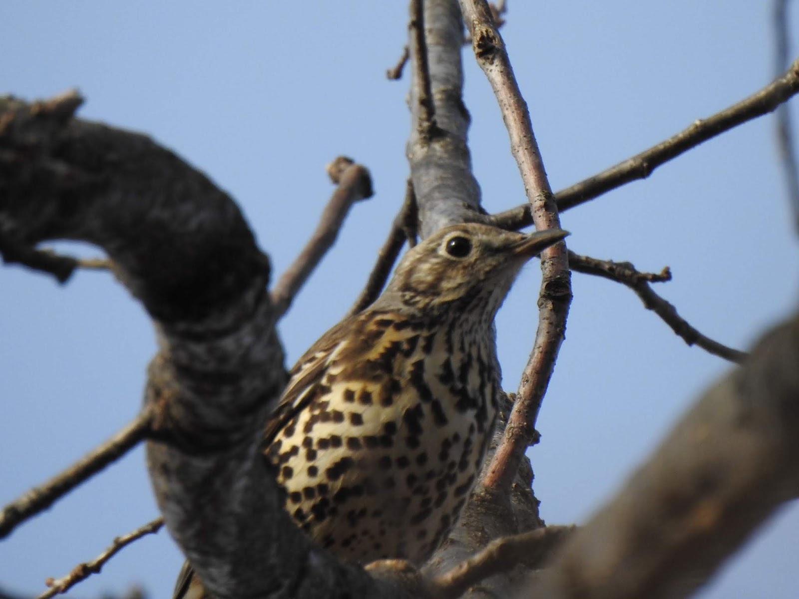 PASARI DIN ROMANIA: STURZ DE VASC, Turdus viscivorus