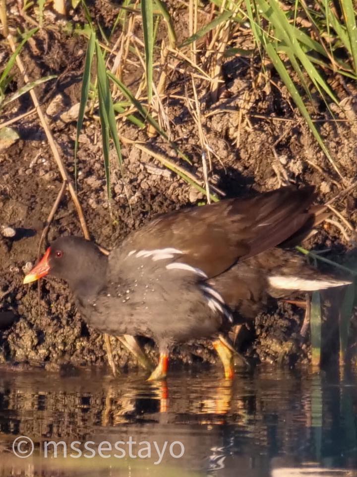MILAGRO Natura: GALLINETA COMÚN