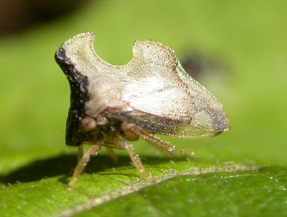 Squirrel's View: Treehoppers – Membracidae