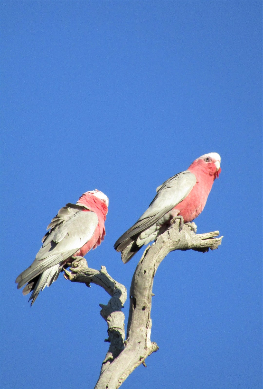 Birdlifesaving: 42. HOT PINK PARTY BIRDS