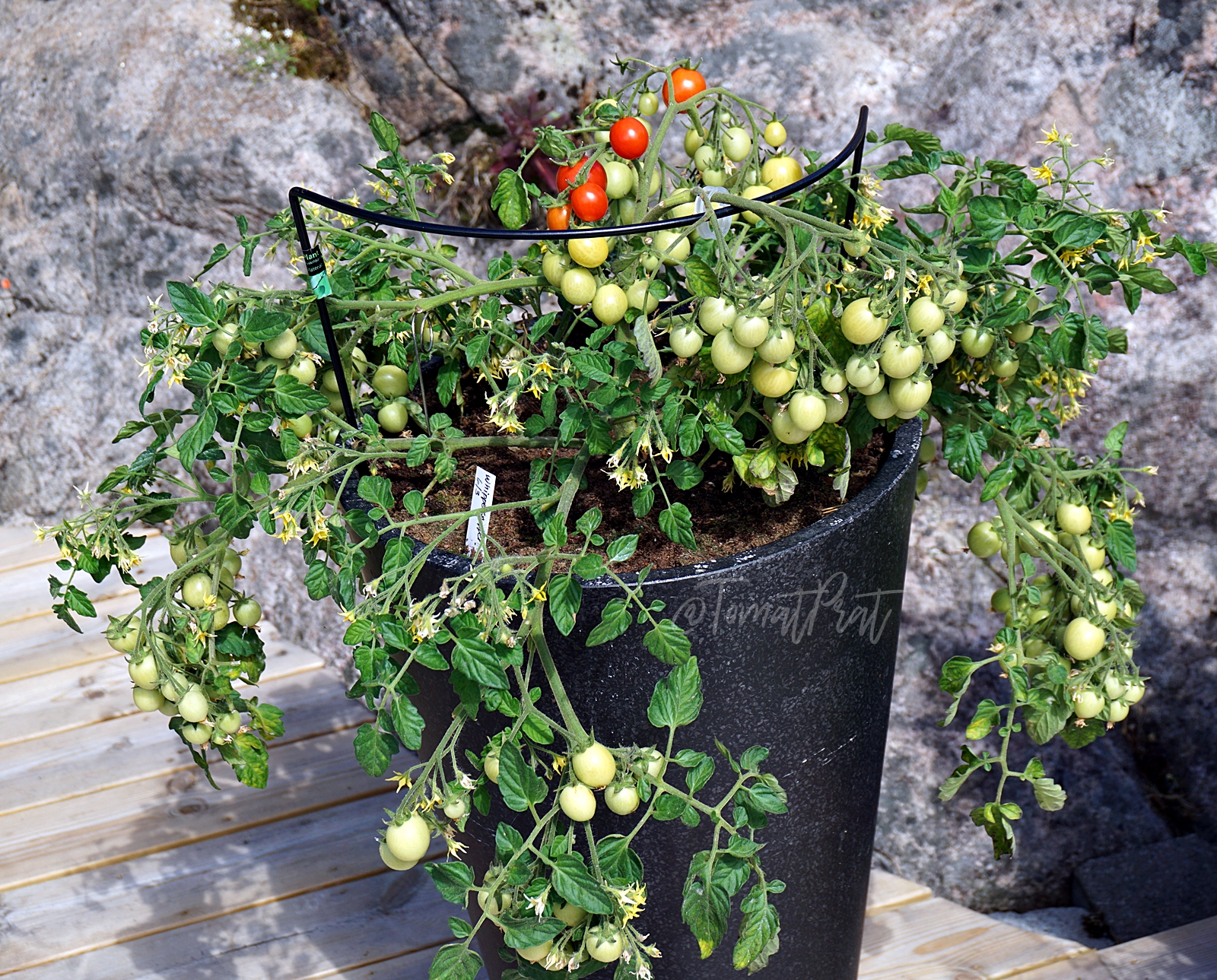 Helenes Tomater: Whippersnapper