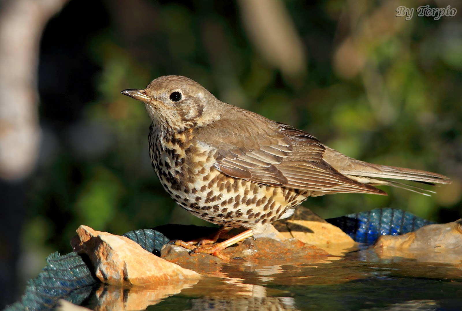Viajes, Salidas, Naturaleza, (Fotografía).: Zorzal Charlo (Turdus ...