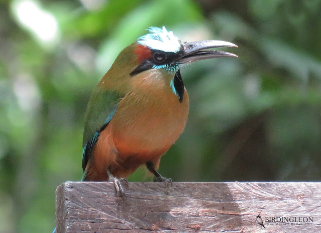 BIRDINGLEON: RIVIERA MAYA: "La leyenda del PÁJARO TOH"