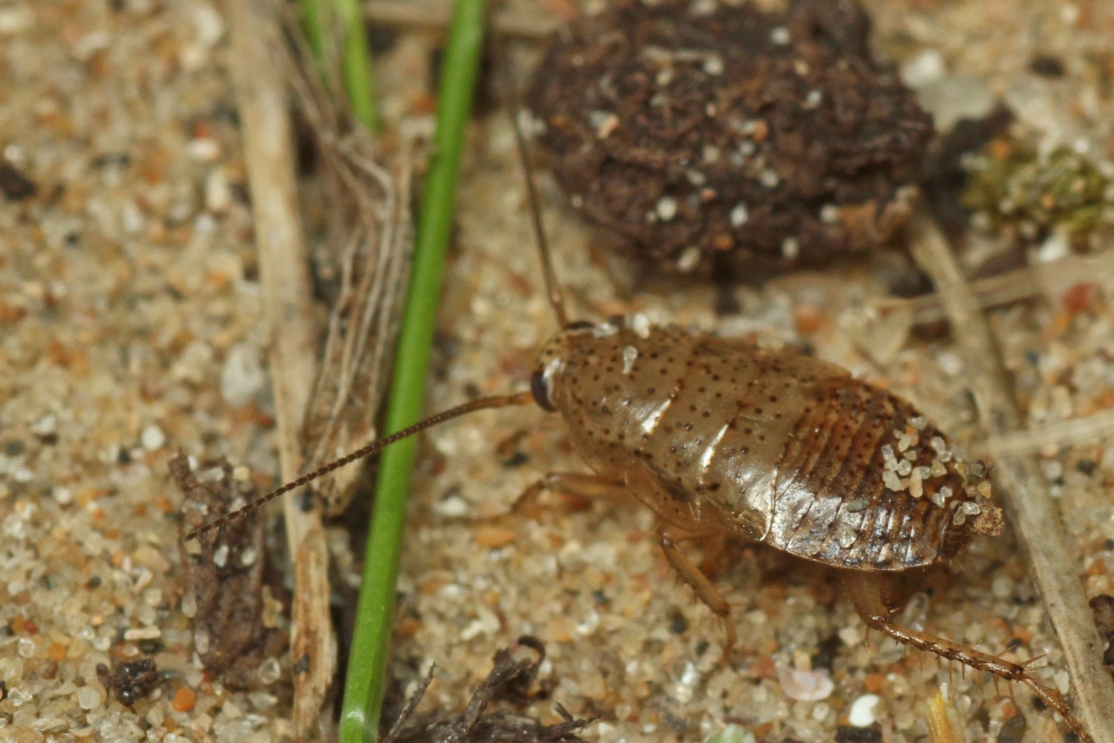 Glamorgan Moth Recording Group: January 2013