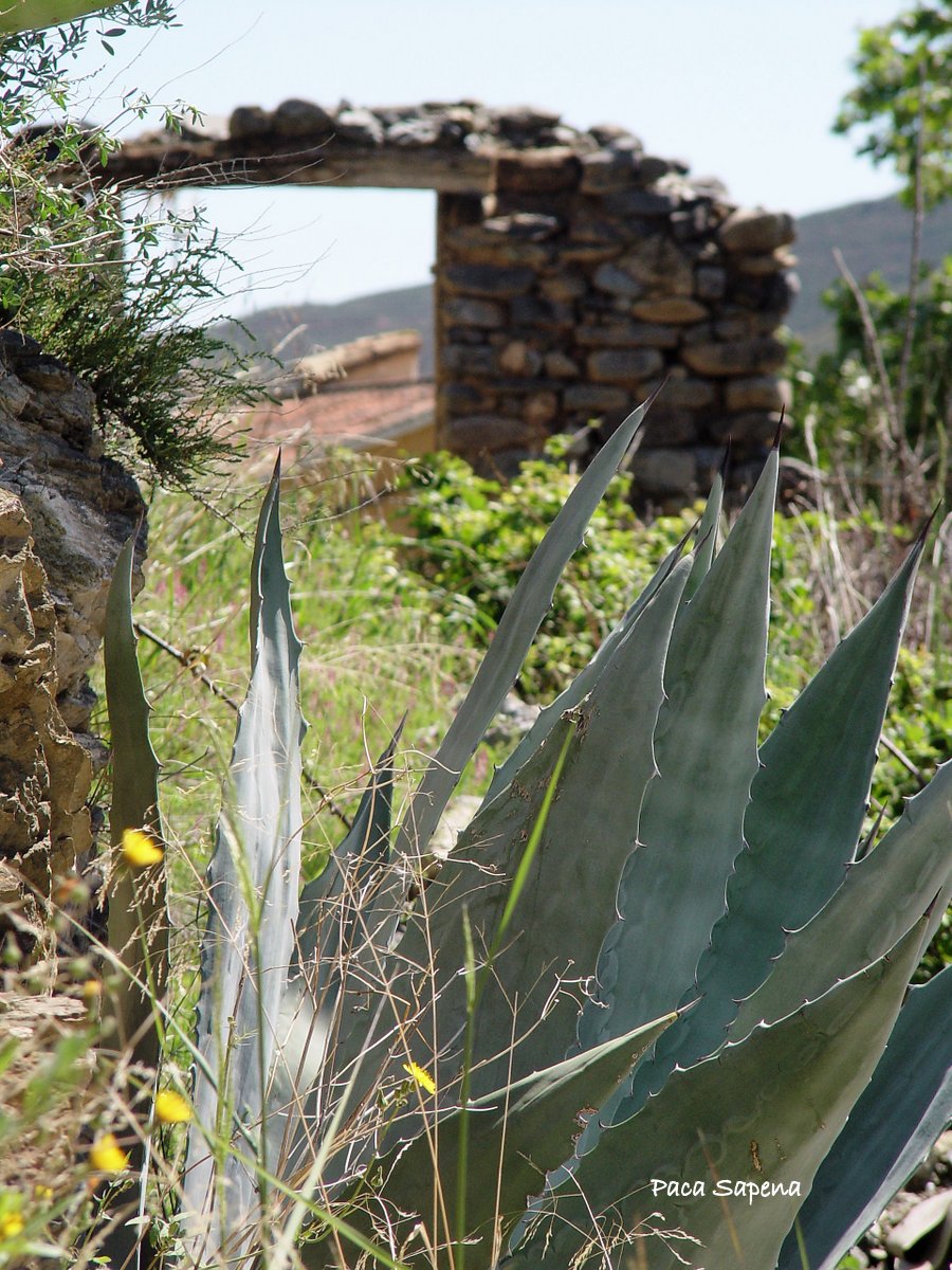 La Rioja de la A a la Z: PITERA - Agave Americana