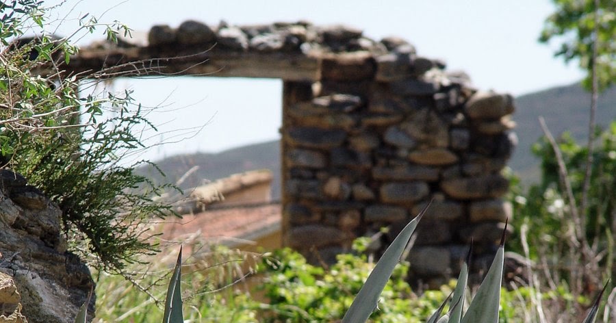 La Rioja de la A a la Z: PITERA - Agave Americana