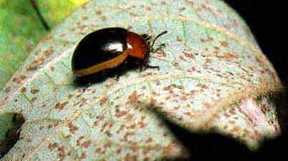 Informasi dan Teknologi Pertanian: Mengenal Hama Tanaman Kedelai VI