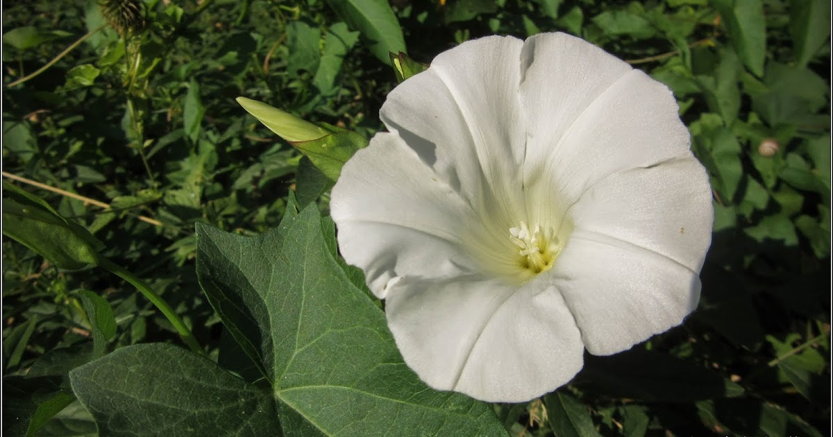 Lumea văzută din Turda: Volbură, rochița-rândunicii (Convolvulus ...