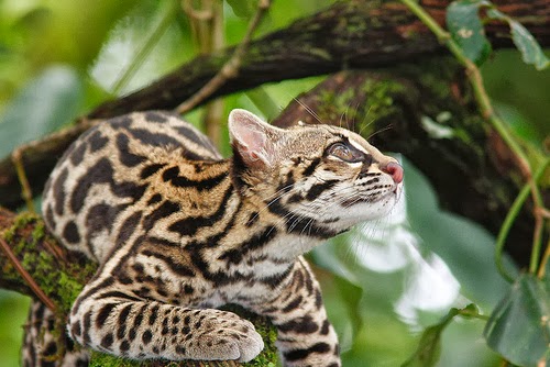 Oncilla-Leopardus tigrinus | Enter your blog name here