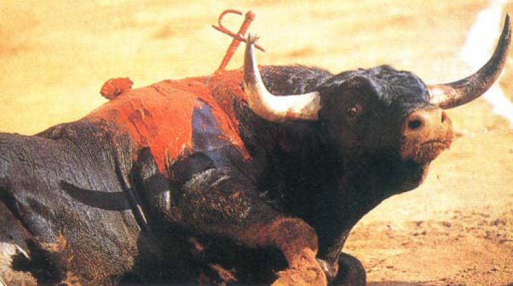 DIARIO DE ALICIA. OBSERVATORIO DE LAS HORMIGAS.: A TODOS LOS TOROS ...