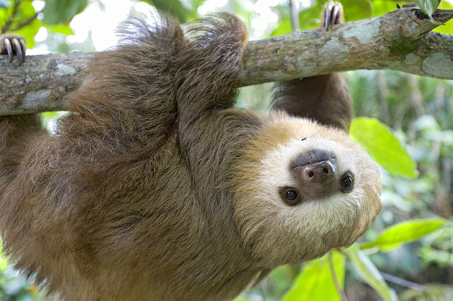 GEOGRAFI LINGKUNGAN: SLOTH : KUKANG PEMALAS YANG BERGERAK LAMBAN DARI ...