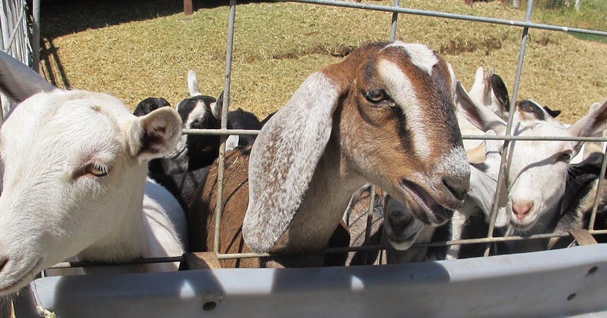 Redwood Hill Farm - Part 1 The Farm - Munchie Musings