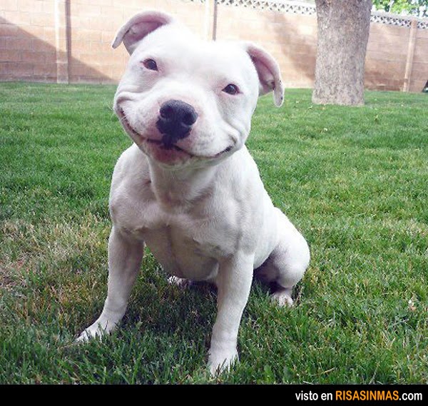 Los perros me sonríen por la calle. - Foros Perú