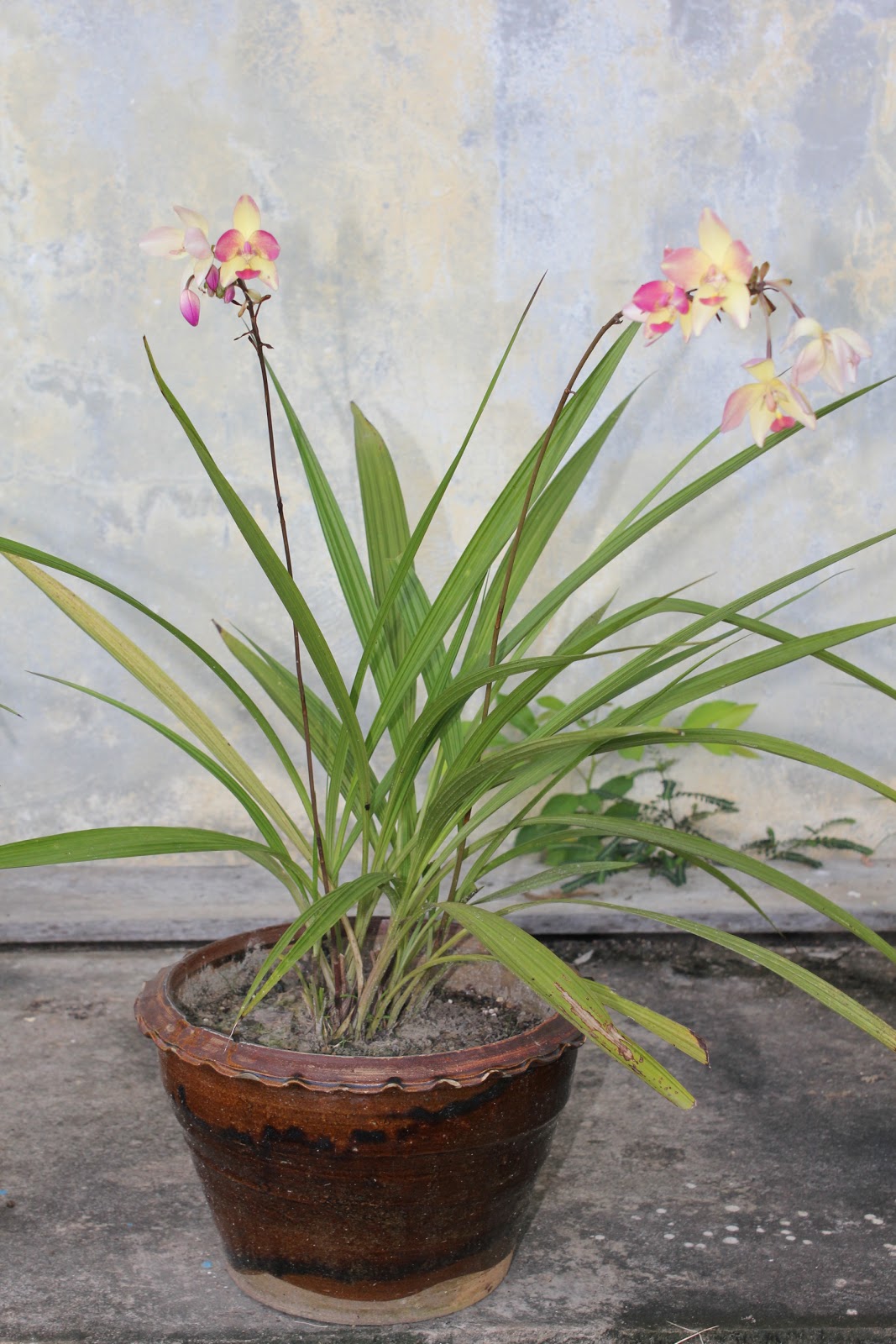 Laman Orkid Kadir: Koleksi Orkid Pinang...