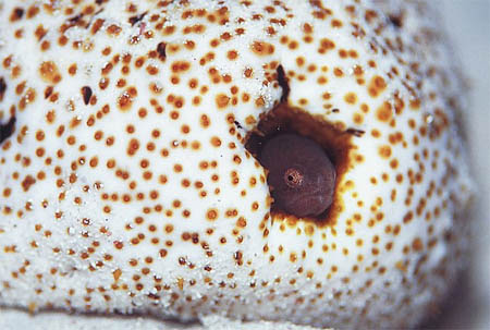 Ikan Mutiara, Hewan Laut Pecinta Anus | RE Tawon