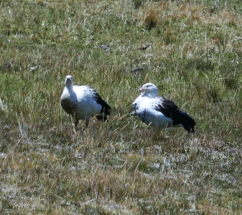 Peruvian Puya Pursuit