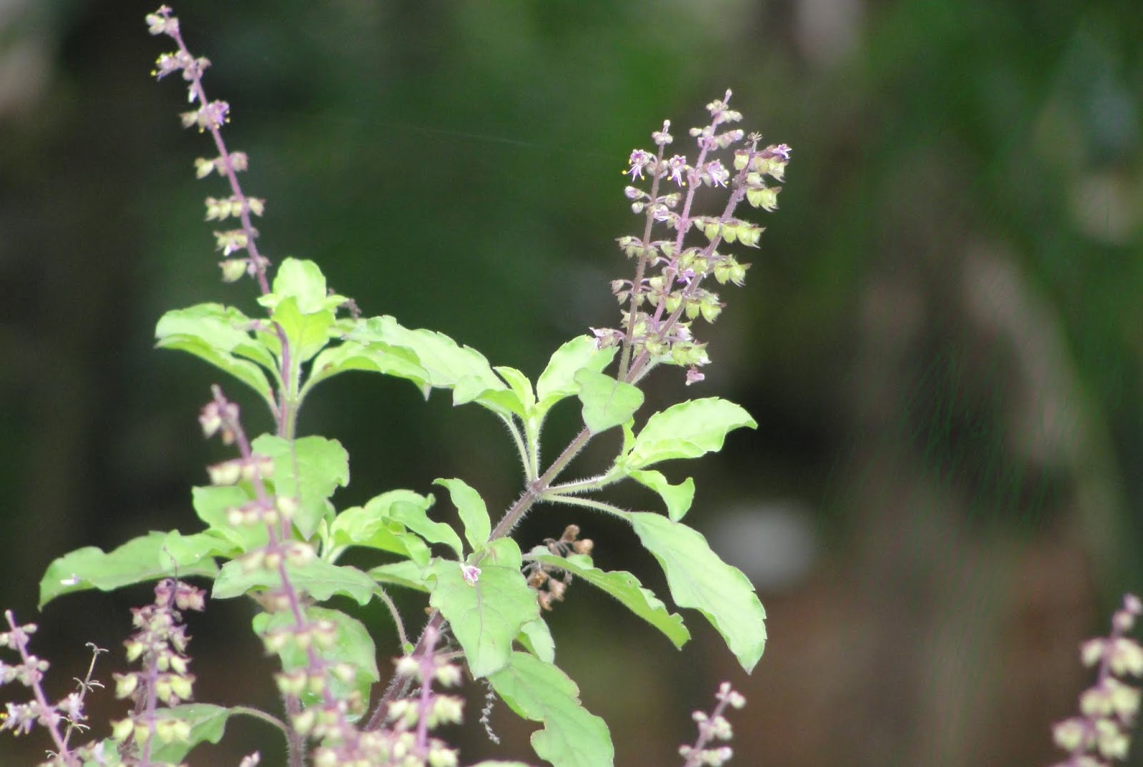 Tulasi-The Wonder Herb