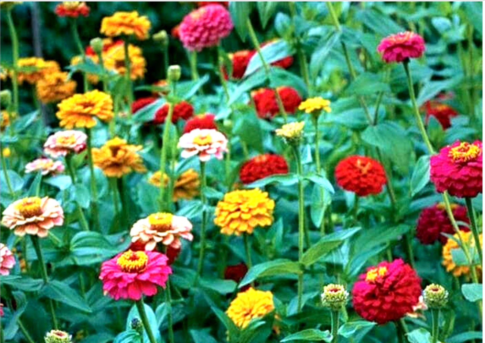 Gambar Aneka Bunga dan Keterangannya - hargamesinfotocopyterbaru