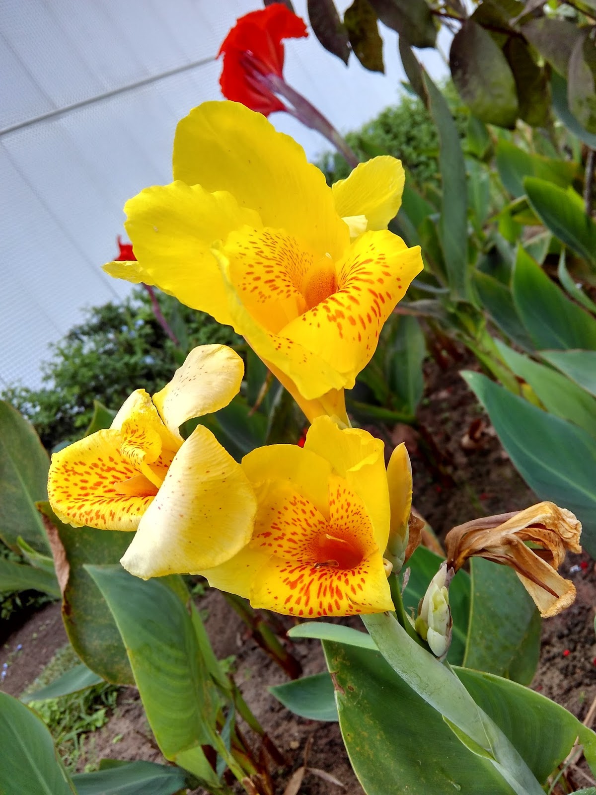 Sistemática Fanerógamas BIO 266 UEFS: Lilianae: Zingiberales