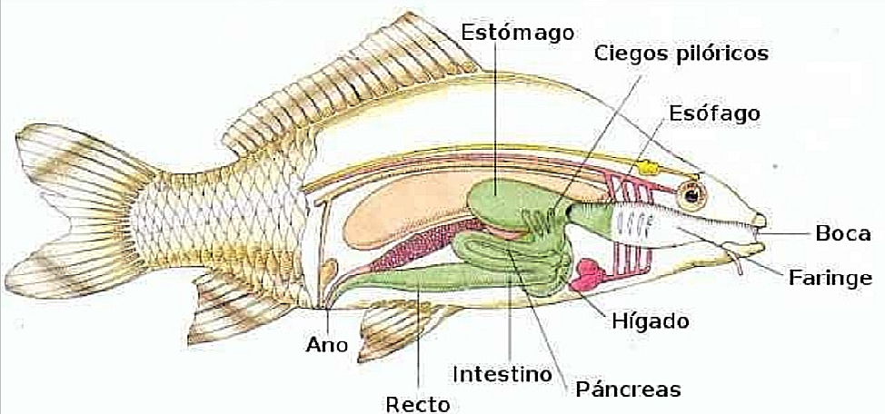 SISTEMA DIGESTIVO DE PECES.