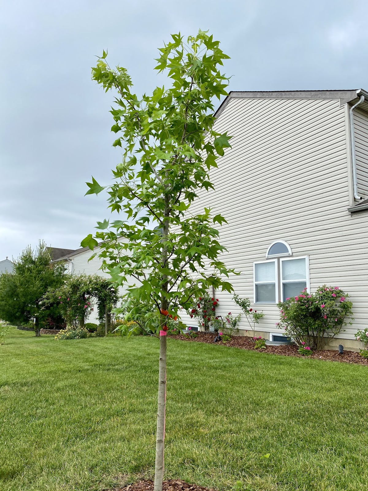 Life In Robin's Nest: June Joys in the Nest