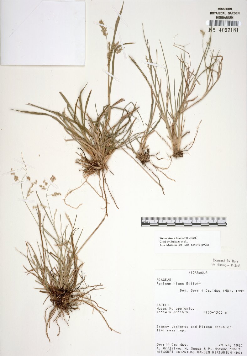 FLORA ILUSTRADA BRITTON DEL NORTE DE U.S.A.-CANADA: POACEAE-PANICEAE II