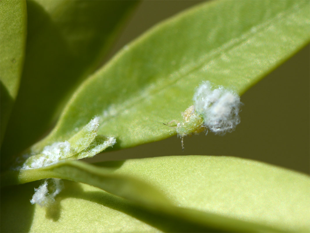 Macrophoto plaisir passion: La Psylle du buis, psylla buxi