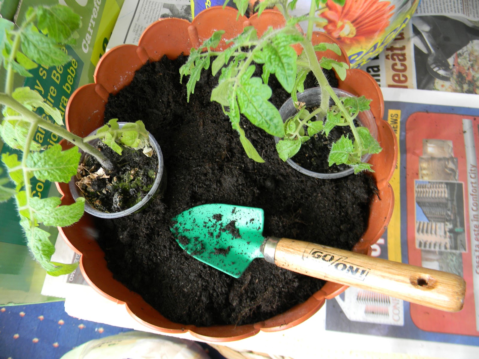 Gradina de pe balcon: Rosii in Ghiveci, evident pe balcon