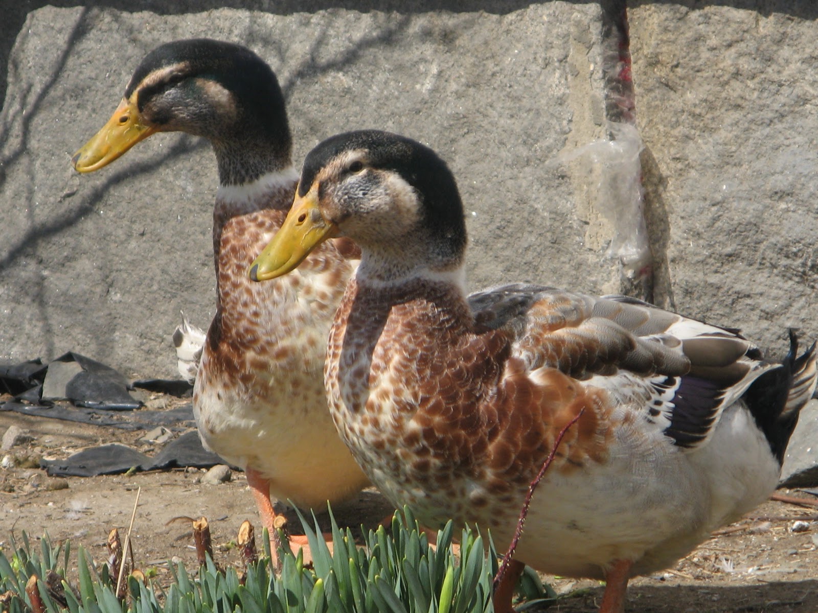 Animal Instinct: Daffy Ducks