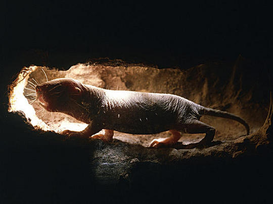 LA INCREÍBLE ESTRATEGIA DE LA RATA TOPO DESNUDA PARA VIVIR SIN AIRE