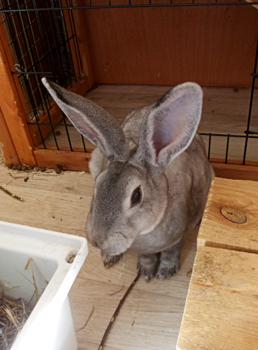 Udun kanila: Kanilan uudet, nuoret toivot