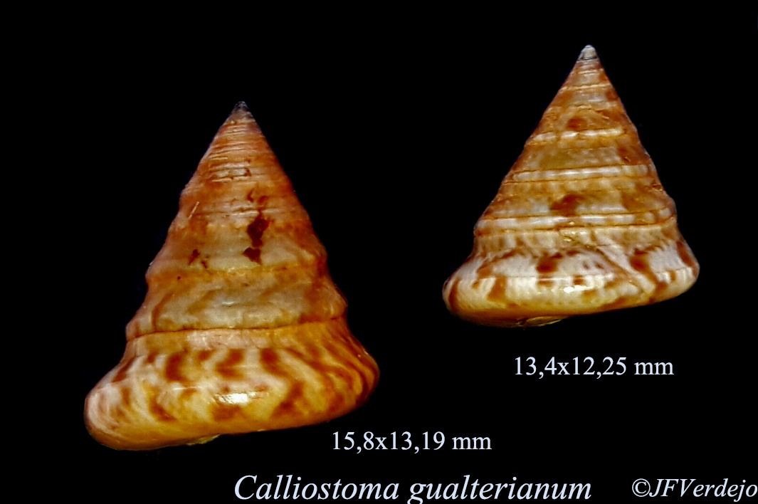 MALACOLOGÍA MEDITERRÁNEA