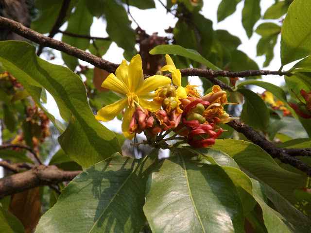 Konok-chapa - Flowering PlanT