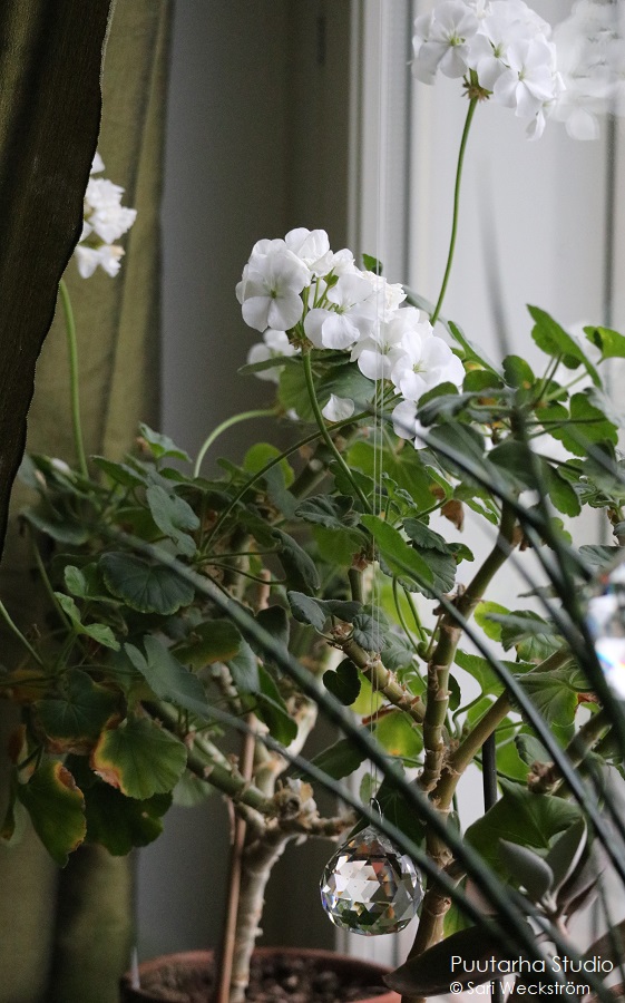 Sarin puutarhat: Viherkasvit valmistautuu talvikauteen