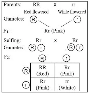 Principles of Inheritance and Variation - Notes | Class 12 | Part 4 ...
