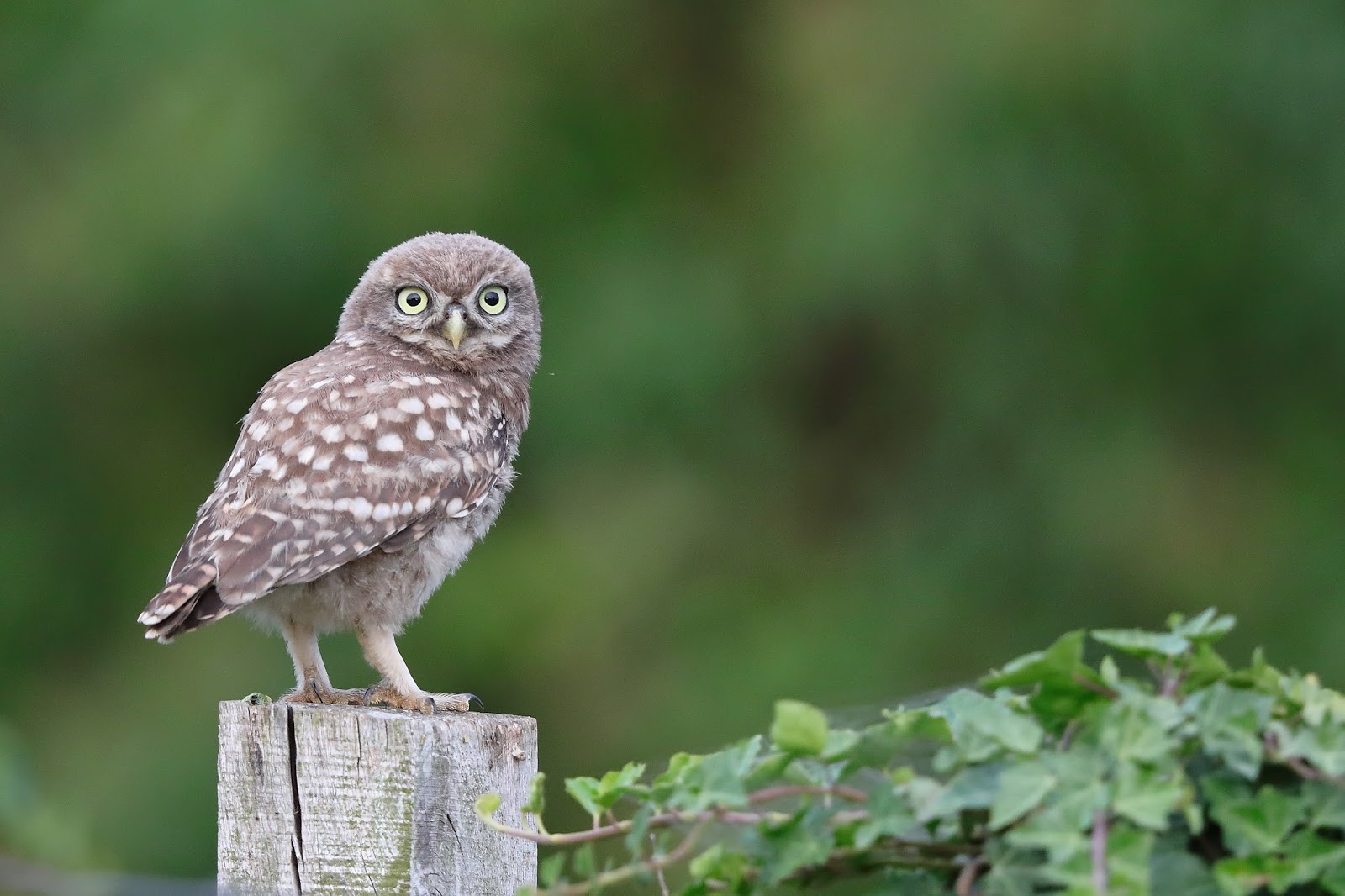 OISEAUX de Jean-Pierre CAPPE: Chouette Chevêche, Pic vert et Merle.