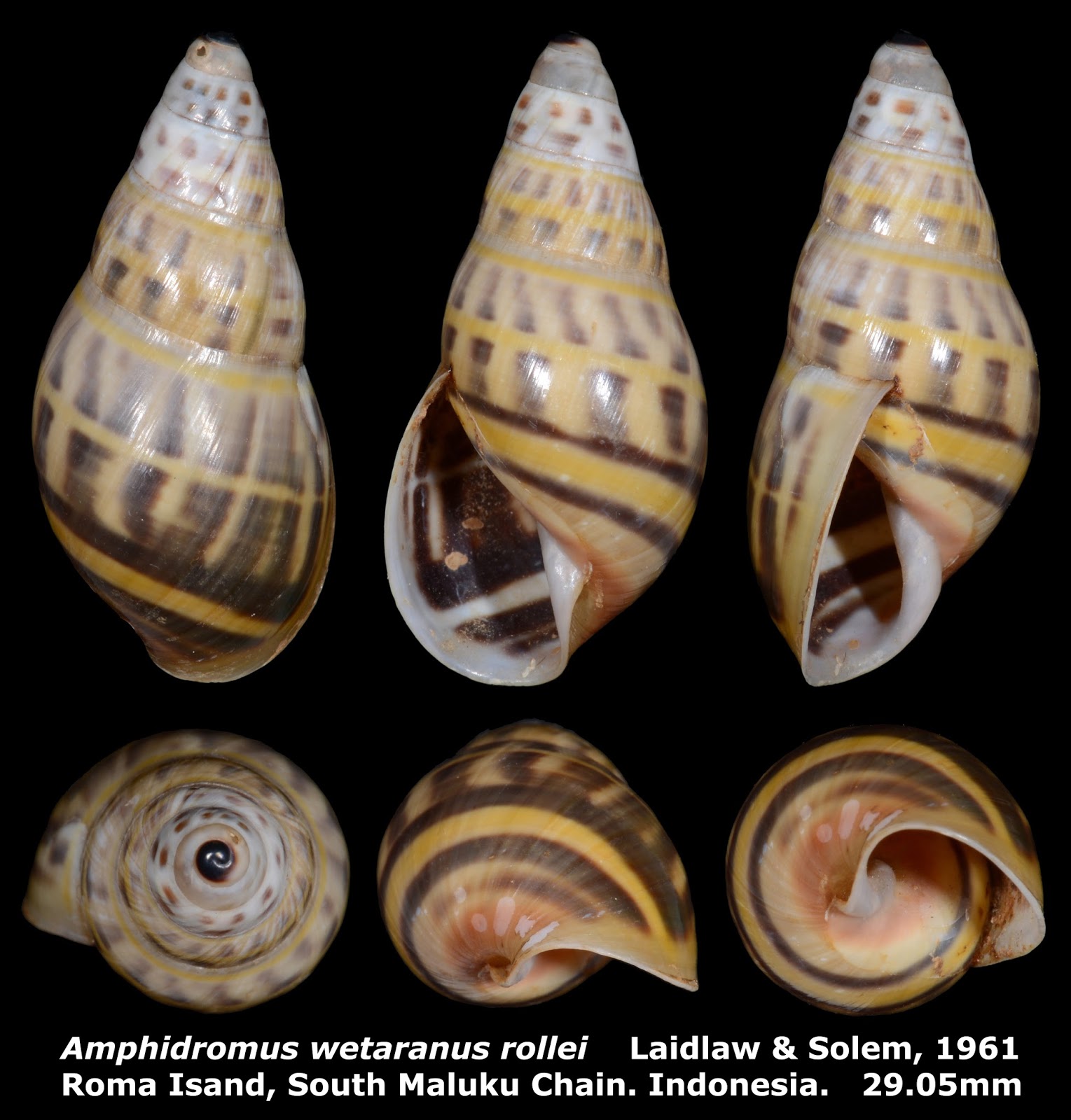 Dr. Lee's Gallery Museum: Amphidromus wetaranus rollei 29.05 to 32.67mm ...