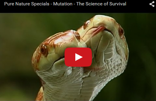 Real Mutation - Experiment Mutant