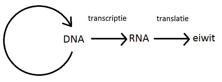 Samenvattingen: Samenvatting Biologie Voor Jou thema 1 Stofwisseling ...